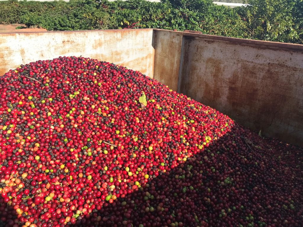 Coffee with Altitude – Howe Farming